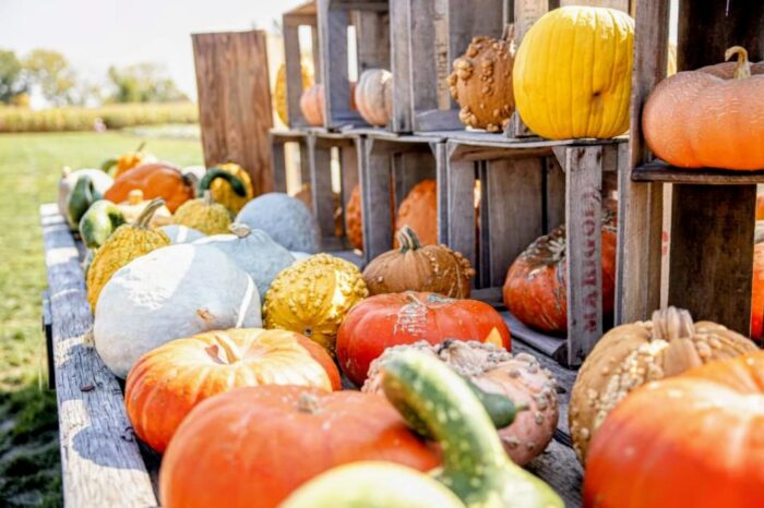 Autumn Acres Fall Festival and Magic Show - Greater Mankato